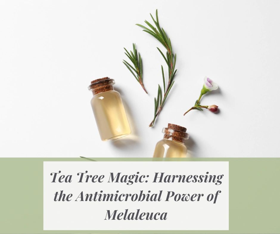 Tea Tree Magic: Harnessing the Antimicrobial Power of Melaleuca